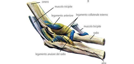 Gomito: definizione e significato medico | Corriere Salute