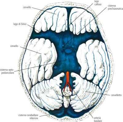 Cisterna subaracnoidea: definizione e significato medico | Corriere Salute
