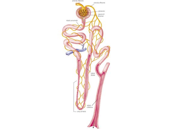 Nefrone: definizione e significato medico | Corriere Salute