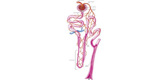 Ansa di henle: definizione e significato medico | Corriere Salute