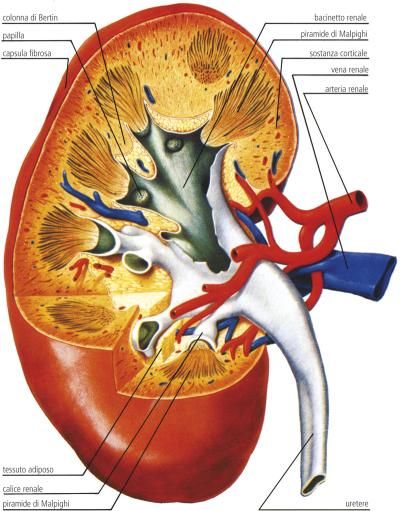 Salute dei reni: news e ultimi aggiornamenti | Corriere Salute