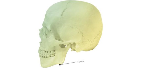 Gonion: definizione e significato medico | Corriere Salute