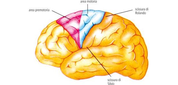 Aree corticali: definizione e significato medico | Corriere Salute