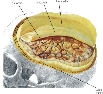 Pia madre: definizione e significato medico | Corriere Salute