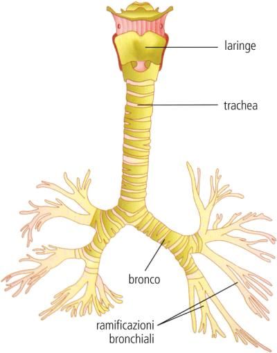 Trachea: definizione e significato medico | Corriere Salute
