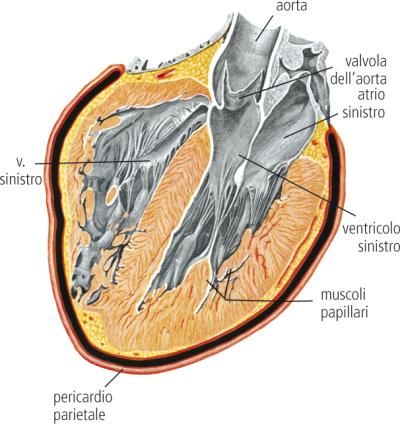 Muscolo papillare: definizione e significato medico | Corriere Salute