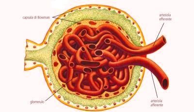 Capsula di bowman: definizione e significato medico | Corriere Salute