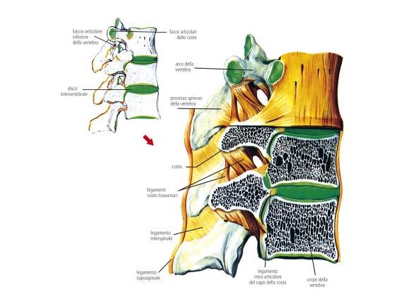Disco intervertebrale: definizione e significato medico | Corriere Salute