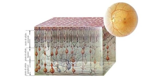 Retina: definizione e significato medico | Corriere Salute