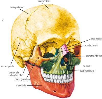 Cranio: definizione e significato medico | Corriere Salute