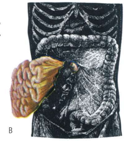 Mesentere: definizione e significato medico | Corriere Salute