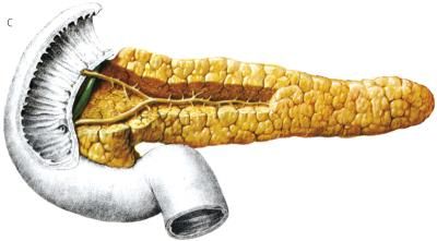 Pancreas: definizione e significato medico | Corriere Salute