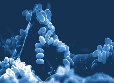 Corynebacterium: definizione e significato medico | Corriere Salute