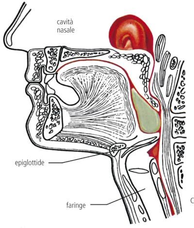 Deglutizione: definizione e significato medico | Corriere Salute