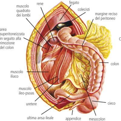 Emicolectomia: definizione e significato medico | Corriere Salute