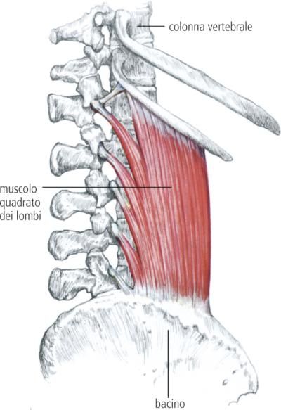 Muscolo: definizione e significato medico | Corriere Salute
