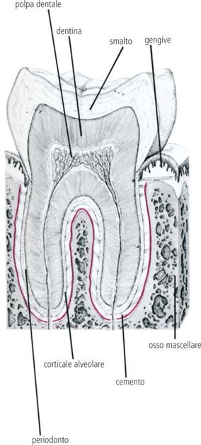 Periodonto: definizione e significato medico | Corriere Salute