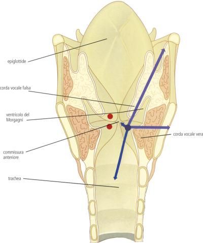 Laringe: definizione e significato medico | Corriere Salute