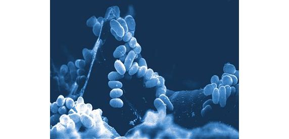 Corynebacterium: definizione e significato medico | Corriere Salute