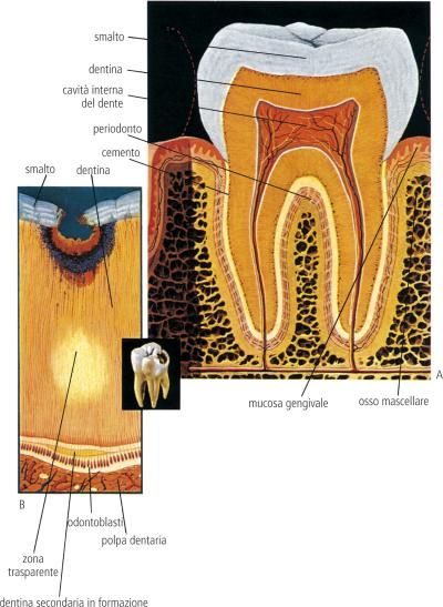 Periodonto: definizione e significato medico | Corriere Salute