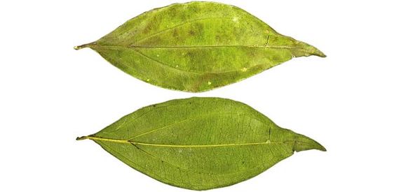 Curaro: definizione e significato medico | Corriere Salute