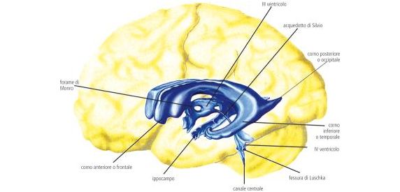 Idrocefalo: definizione e significato medico | Corriere Salute