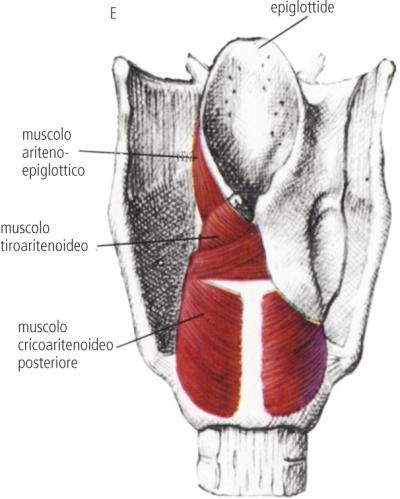 Laringe: definizione e significato medico | Corriere Salute