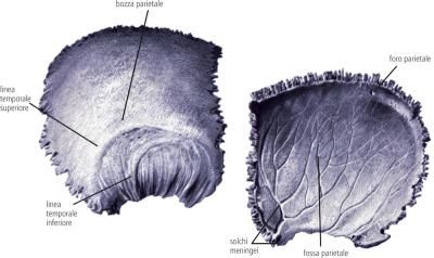 Regione parietale: definizione e significato medico | Corriere Salute