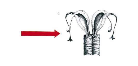 Portio: definizione e significato medico | Corriere Salute