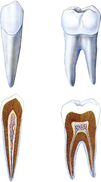 Colletto: definizione e significato medico | Corriere Salute