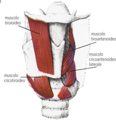 Laringe: definizione e significato medico | Corriere Salute