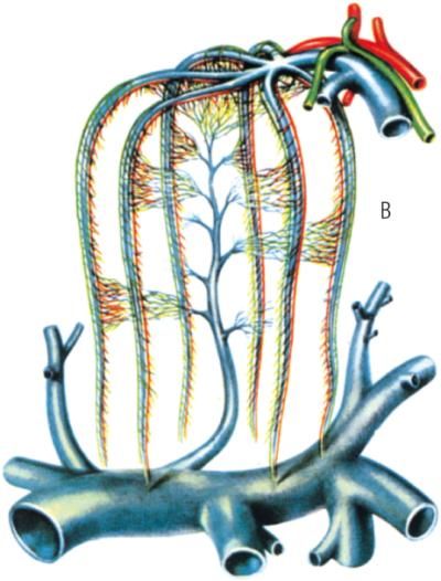 Fegato: definizione e significato medico | Corriere Salute