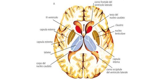 Cervello: definizione e significato medico | Corriere Salute