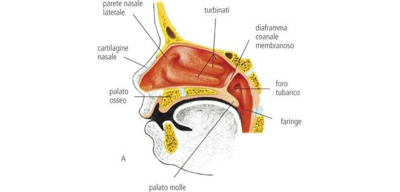 Atresia: definizione e significato medico | Corriere Salute