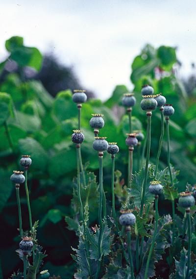 Oppio: definizione e significato medico | Corriere Salute