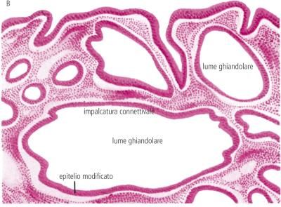 Metrorragia: definizione e significato medico | Corriere Salute