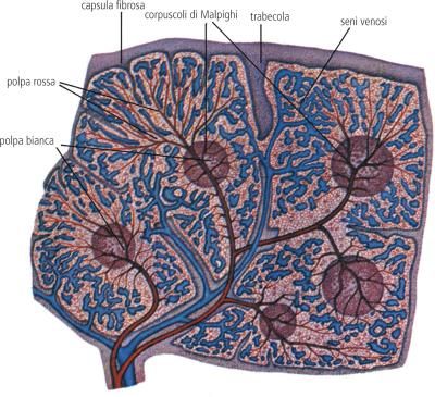 Milza: definizione e significato medico | Corriere Salute