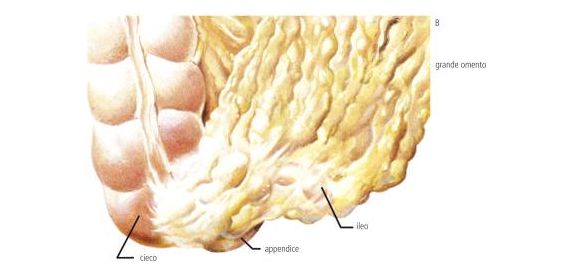 Peritonite: definizione e significato medico | Corriere Salute