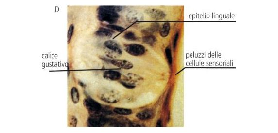 Gusto: definizione e significato medico | Corriere Salute