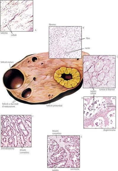 Ovaio: definizione e significato medico | Corriere Salute