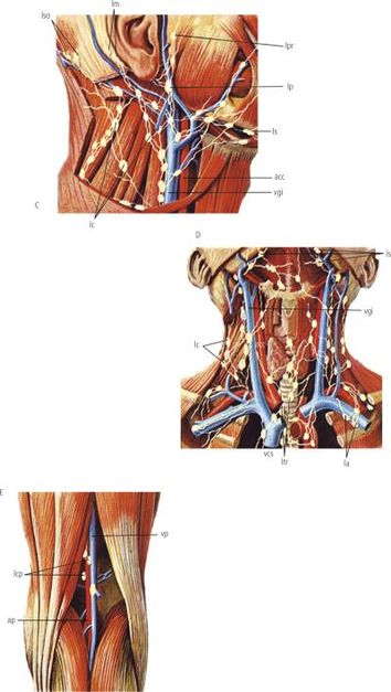 Linfonodo: definizione e significato medico | Corriere Salute