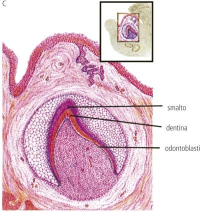 Dente: definizione e significato medico | Corriere Salute