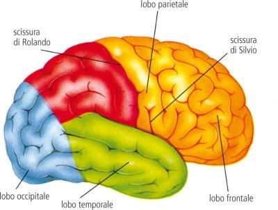 Cervello: definizione e significato medico | Corriere Salute
