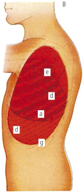 Pleura: definizione e significato medico | Corriere Salute