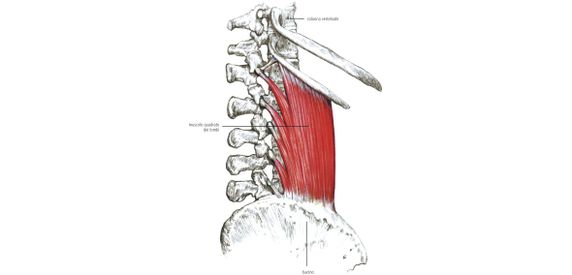Muscolo ileopsoas: definizione e significato medico | Corriere Salute