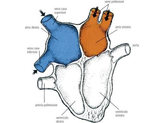 Sistole: definizione e significato medico | Corriere Salute