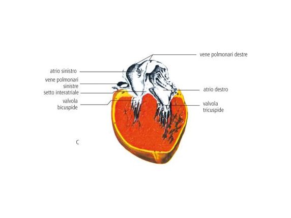 Atrio: definizione e significato medico | Corriere Salute