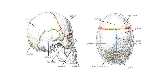 Neurocranio: definizione e significato medico | Corriere Salute