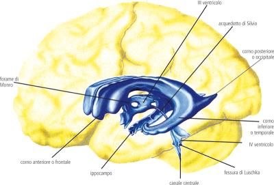Ventricolo cerebrale: definizione e significato medico | Corriere Salute