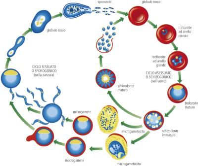 Plasmodium: definizione e significato medico | Corriere Salute